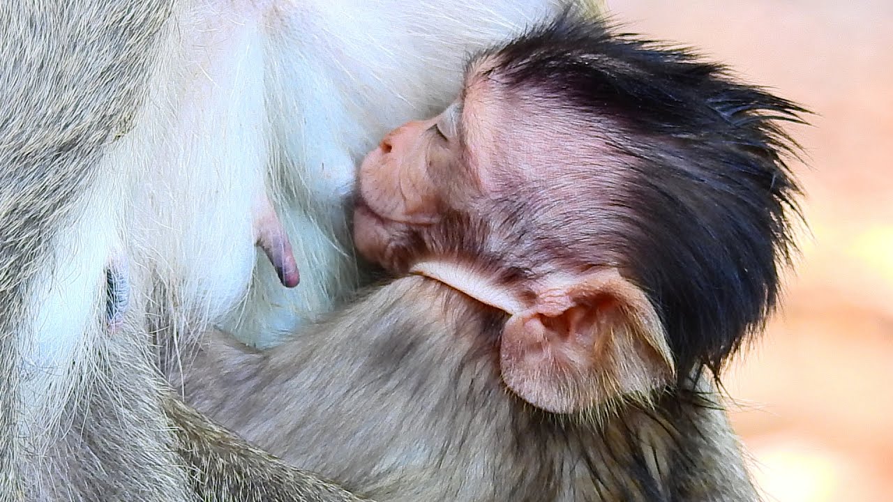 SO BEAUTIFUL BABY NALA DRINK MILK NON-STOP UNTIL FULL. VERY SWEET MILK ...