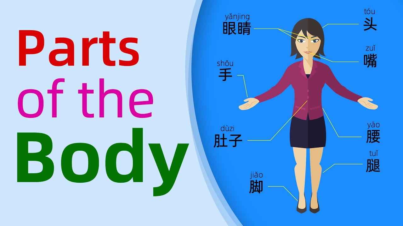 Parts Of The Body In Mandarin Chinese - YouTube