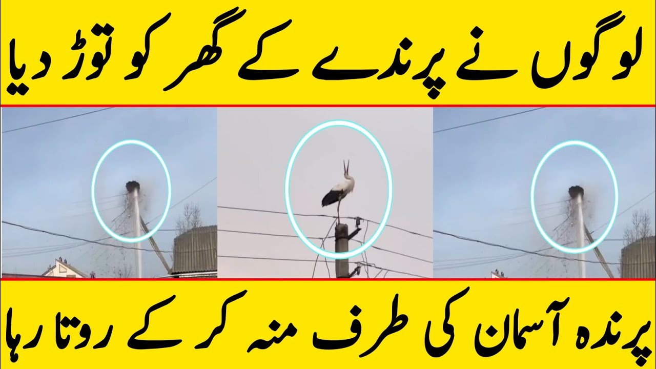 Logo ne Bird ka ghar gira diya ( Bird's ka ghosla tor diya ) birds ...