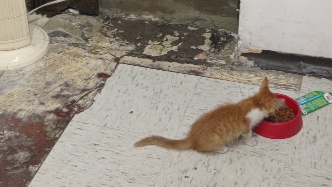 gato CR7 vs gato Messi - YouTube
