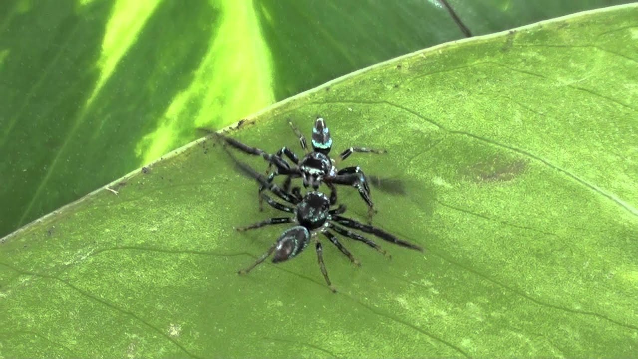 Ricky's Thrash (Left) V Tow Kay's Viagra (Right) 231011 - YouTube