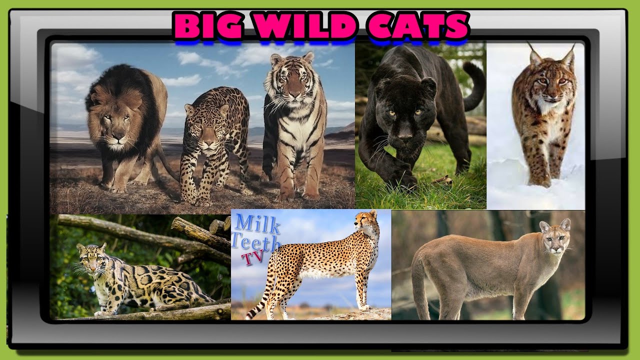 Which Animals Belong To Cat Family