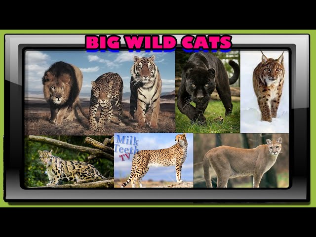 Felidae Family Animals