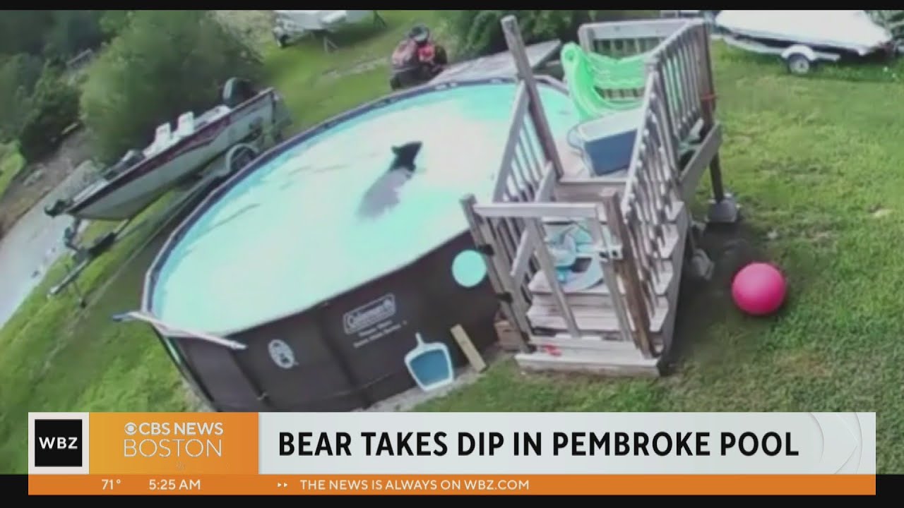 WATCH: Bear takes a dip in Pembroke pool - YouTube