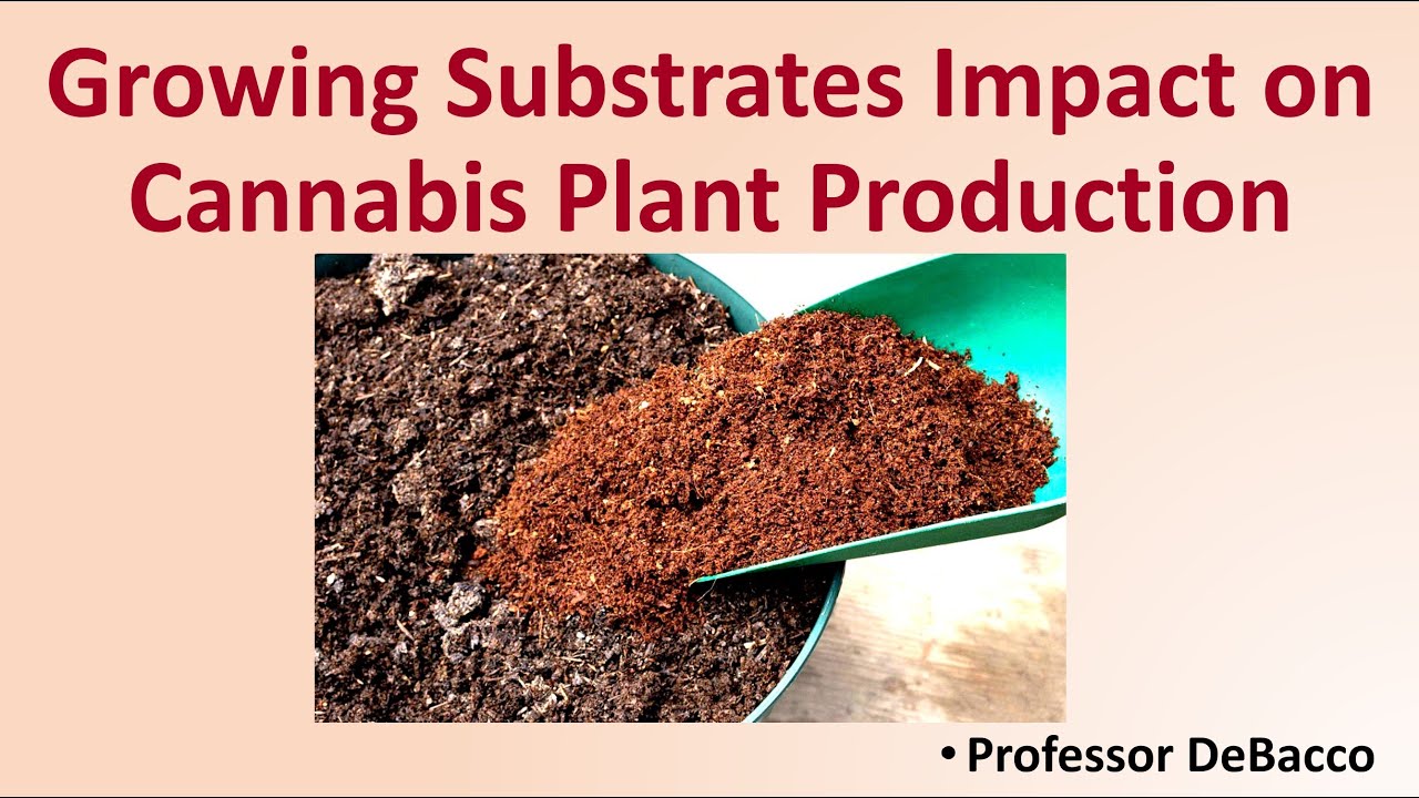 Growing Substrates Impact on Cannabis Plant Production - YouTube