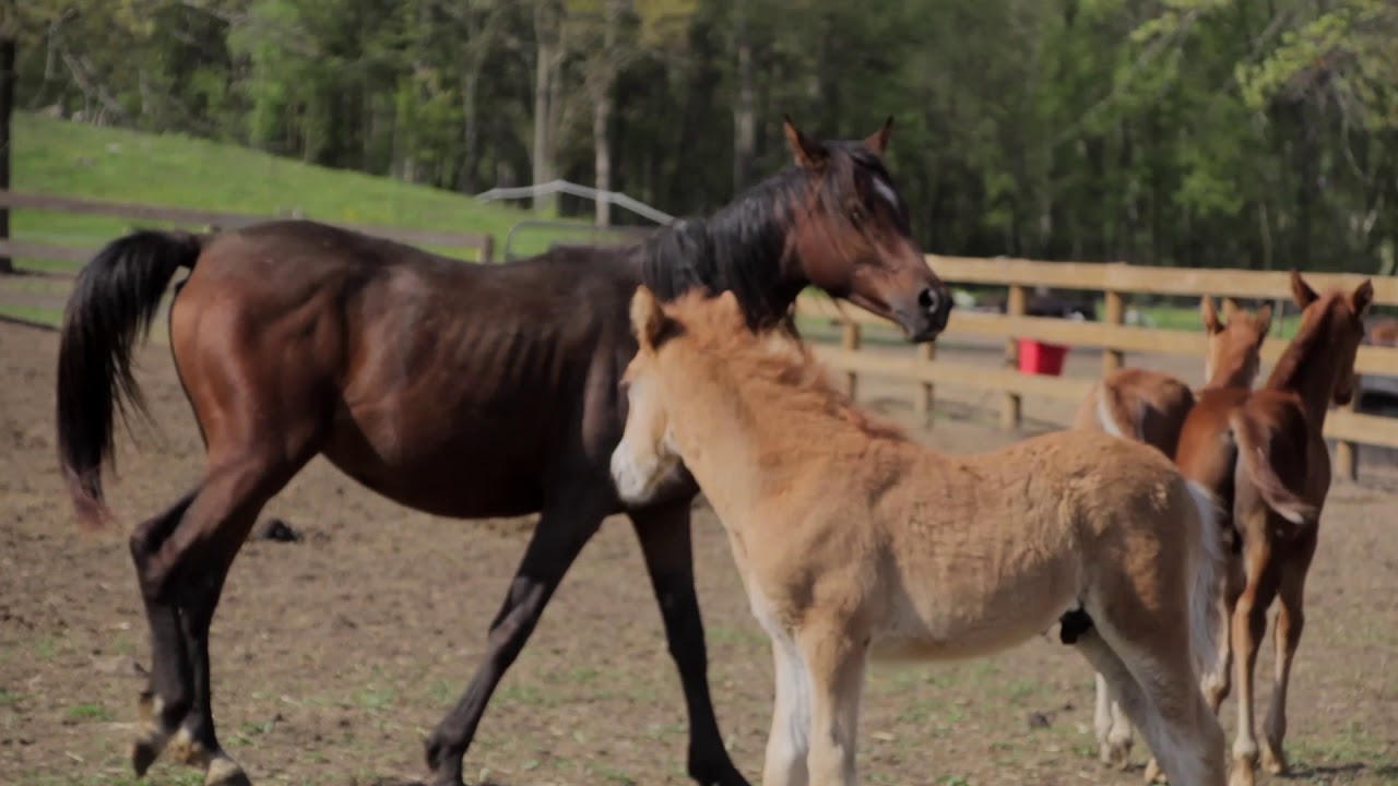 Pony Tales Refuge & Rehab - YouTube
