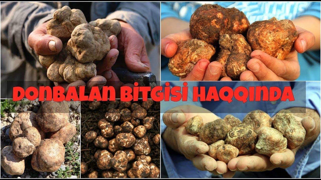 Qızıl qiymətinə olan dombalan göbələyinin faydaları. Bizdə də yetişir ...