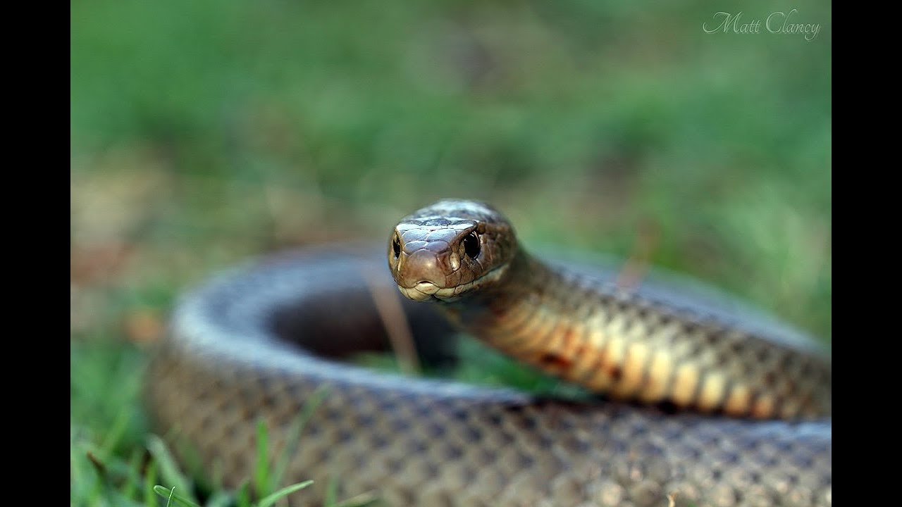 top 10 most venomous and fierce snake in the world today! - YouTube