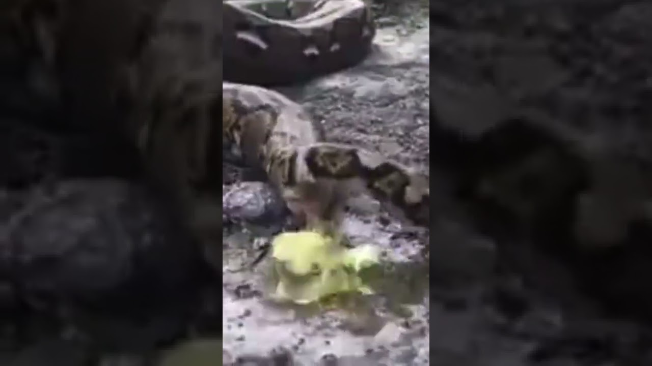 Primera vez que veo una serpiente cagando #parati #youtubeshorts #viral ...