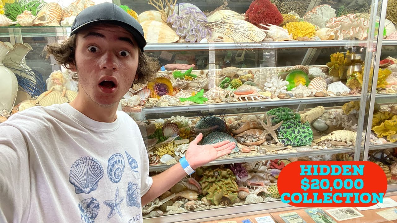 I FOUND ONE OF THE BIGGEST SHELL COLLECTIONS IN AUSTRALIA ($20,000 ...