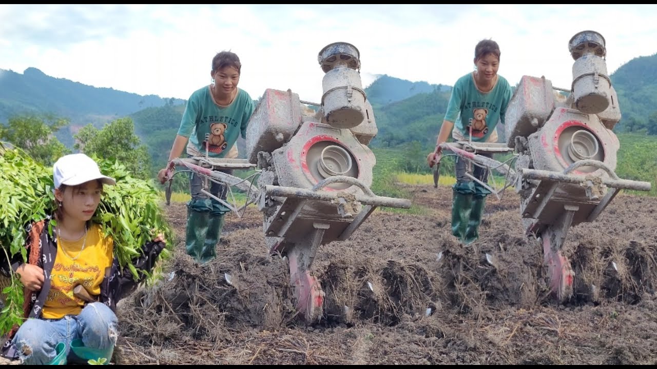 Harrowing the field to take lotus leaves to incubate the field to sow ...
