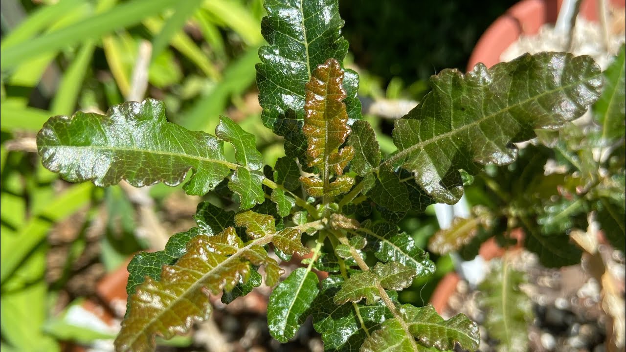 Frankincense Trees - Growing Boswellia Part 2 & Care Advice - YouTube