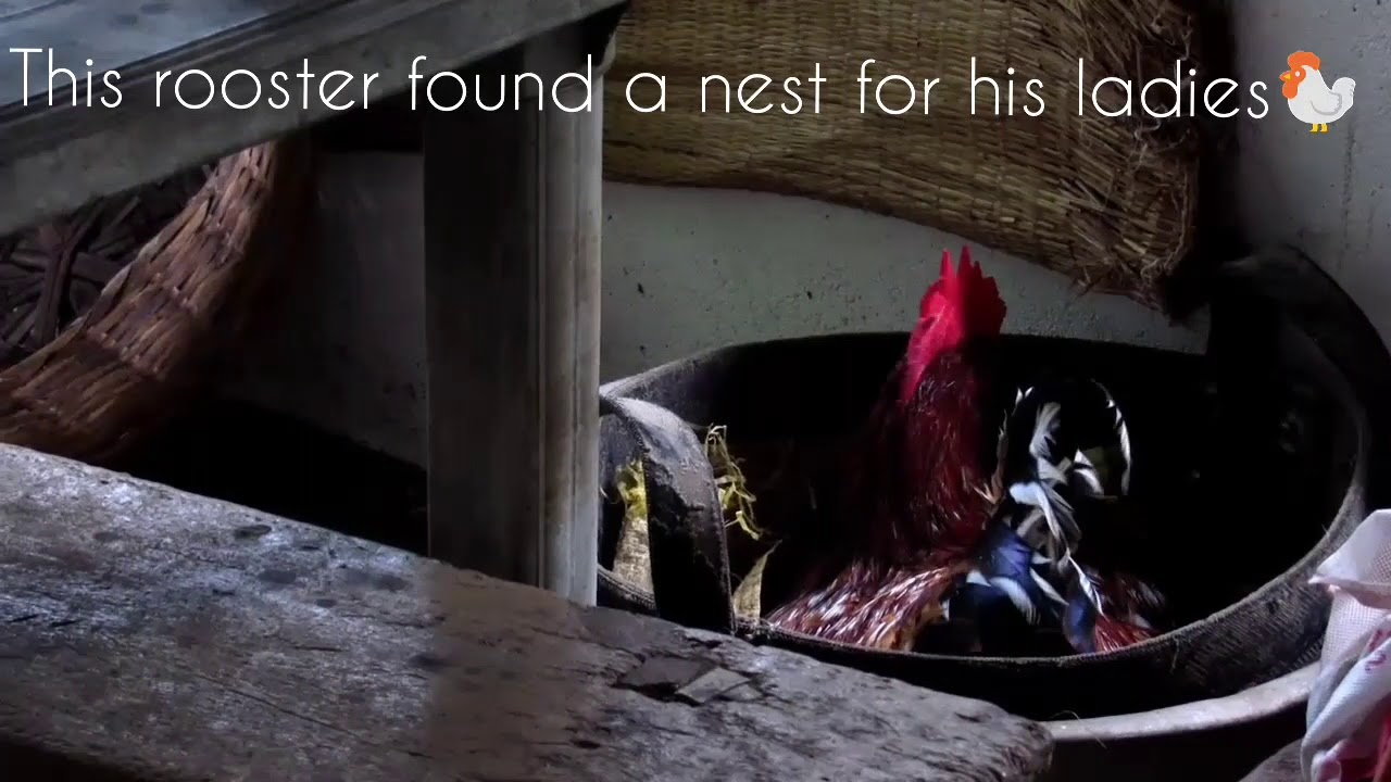 Caring Rooster - Rooster finds nest for his ladies - YouTube