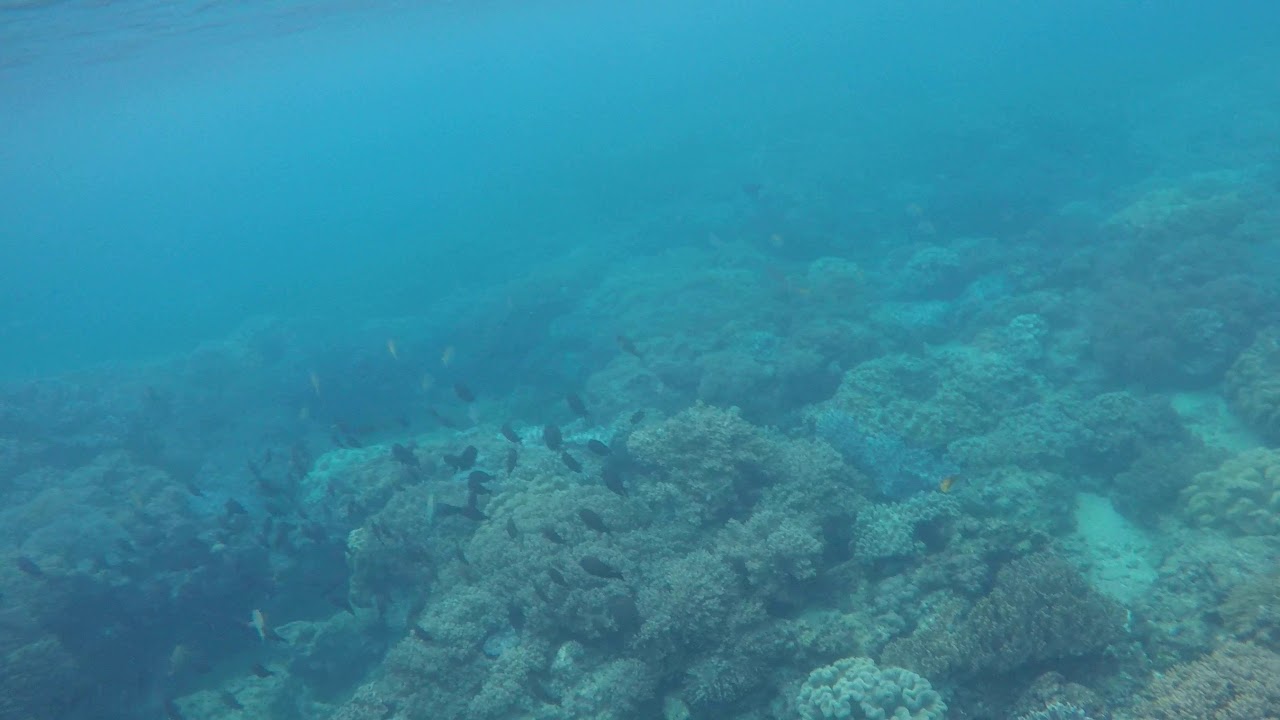 snorkeling at Sunabe Seawall Okinawa - YouTube