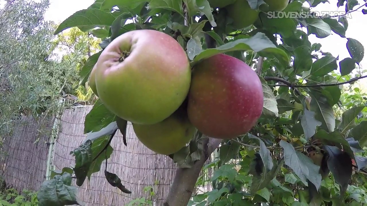Ako strihať jablone - YouTube
