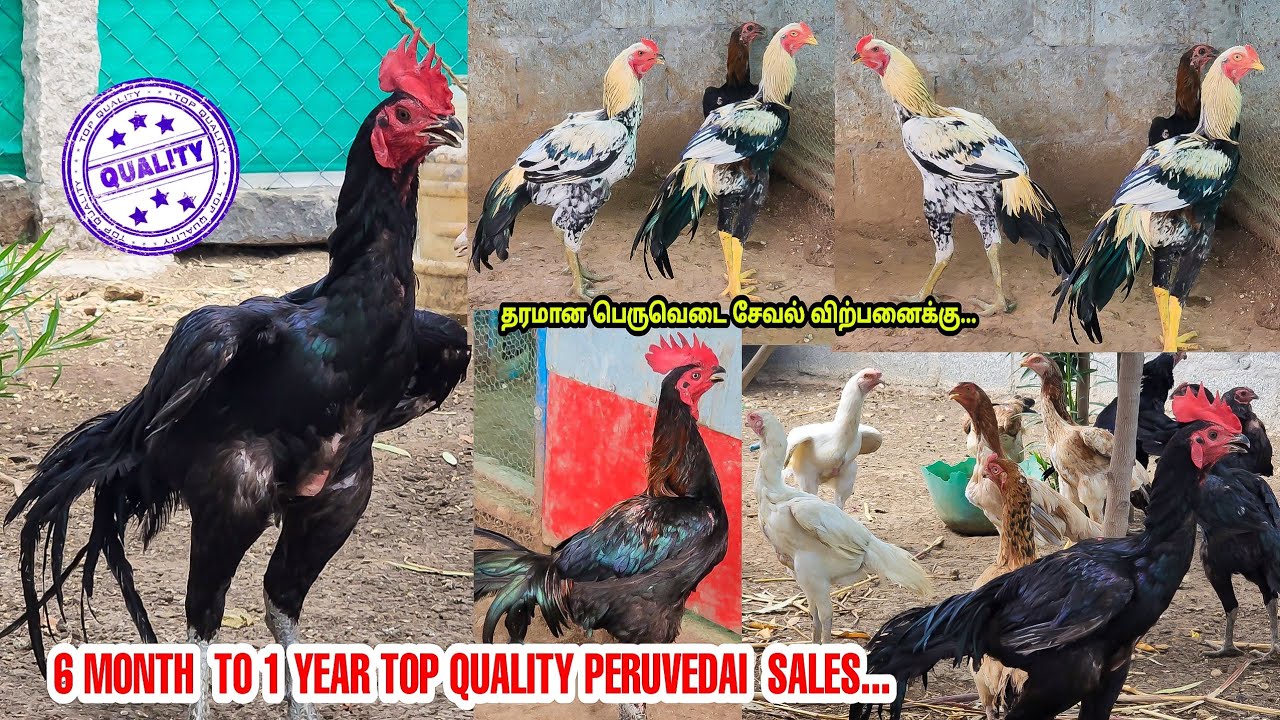 தரமான பெருவெடை சேவல் விற்பனைக்கு - Top Quality Peruvedai Seval Sales ...