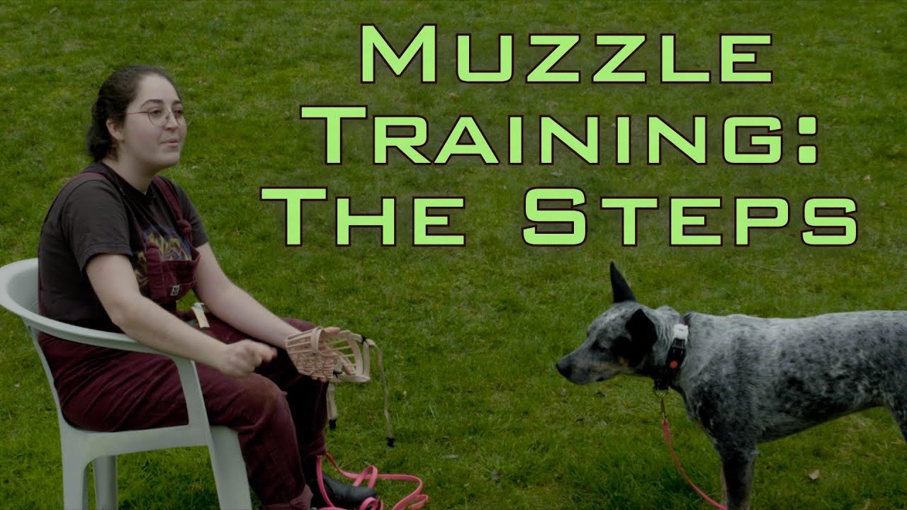 Muzzle Training: The Steps - YouTube