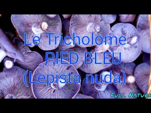 PIED BLEU Le Tricholome (Lepista nuda) - YouTube
