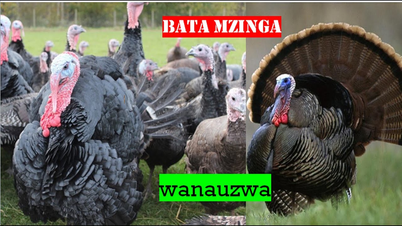 UFUGAJI BORA WA BATA MZINGA:Zijue faida za kufuga bata mzinga tanzania ...