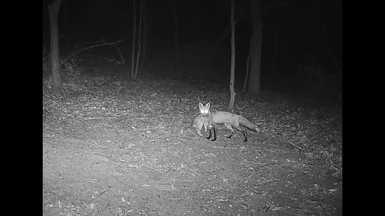 Pennsylvania Trail Camera Highlights - April 2023 - YouTube