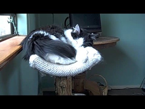 Catnapping Classical Cats - YouTube