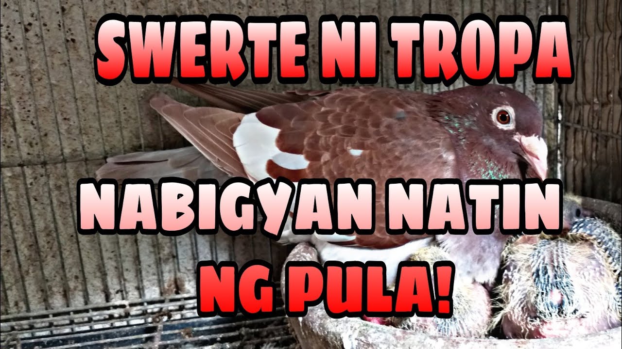 SWERTE NG TROPA NA BIBIGYAN NITO RED BAR O RECESSIVE RED NA KALAPATI ...