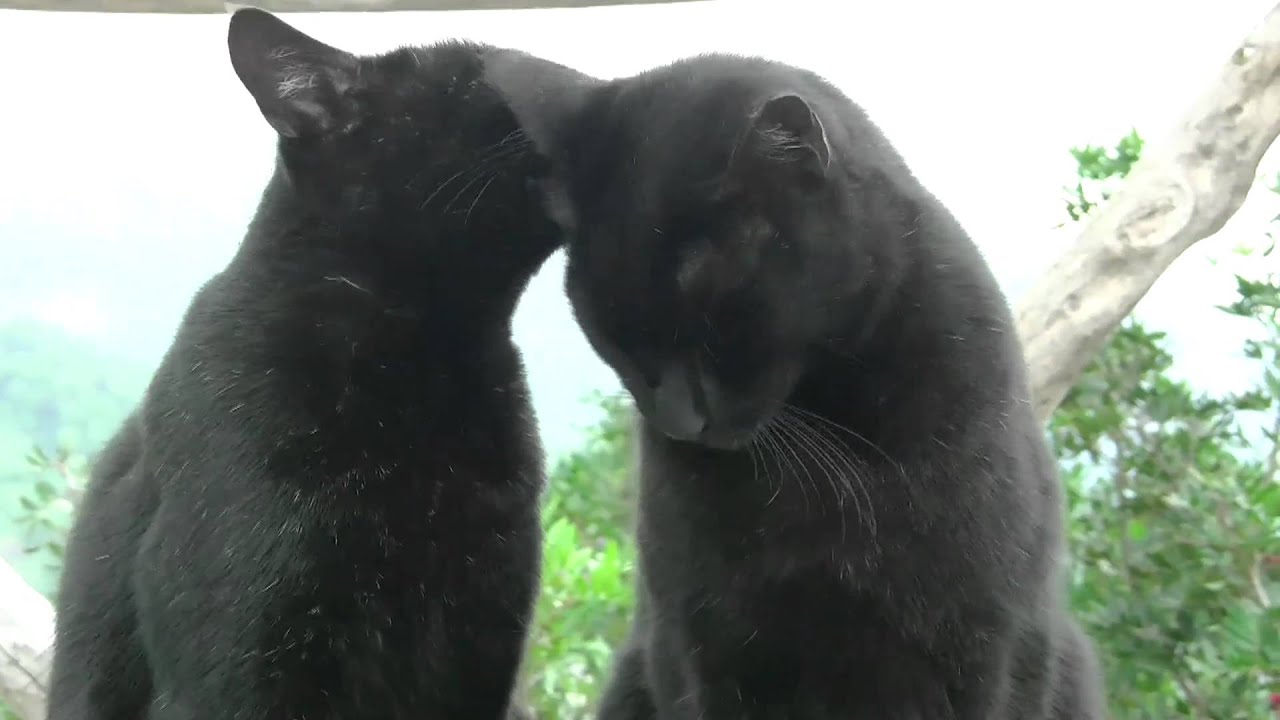 Majorca Cats Couple - Cute black mini tigers waiting for tourists - YouTube