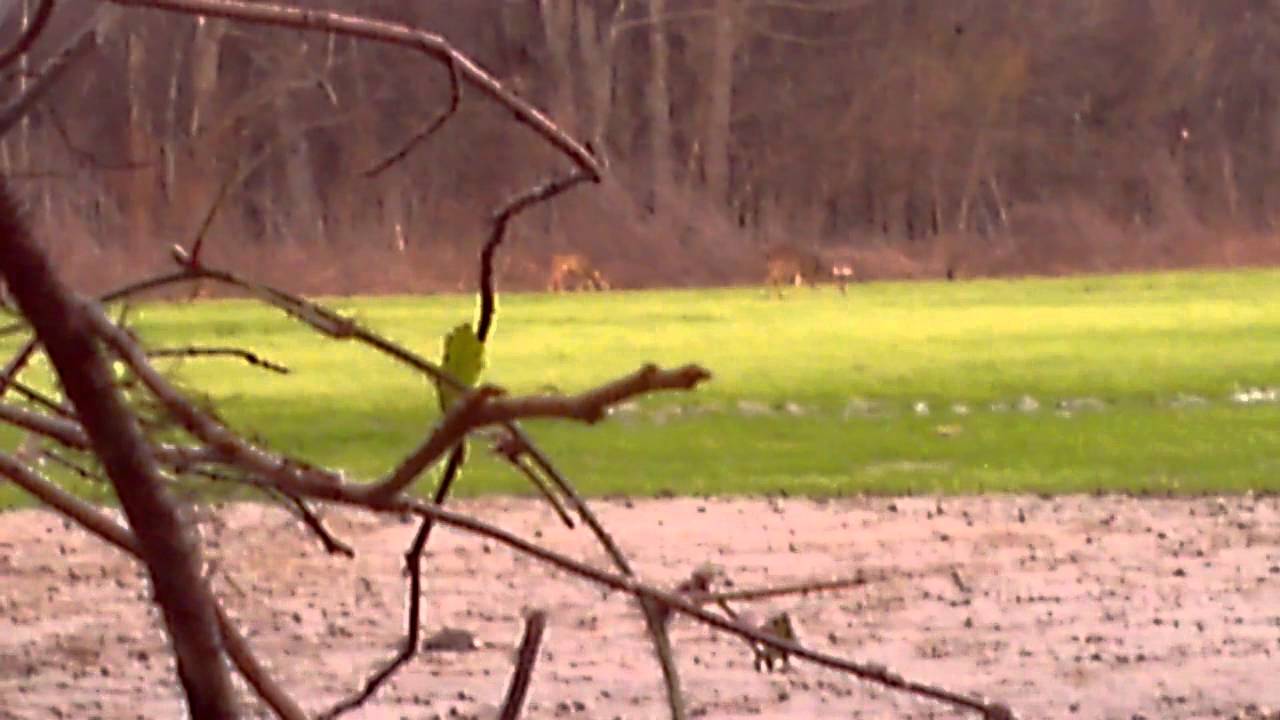 Deer does a backflip and still alive after shot - YouTube