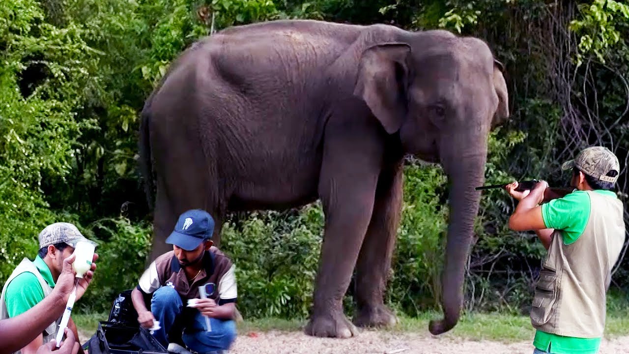 Failed attempt on tranquilizing a wild elephant - YouTube
