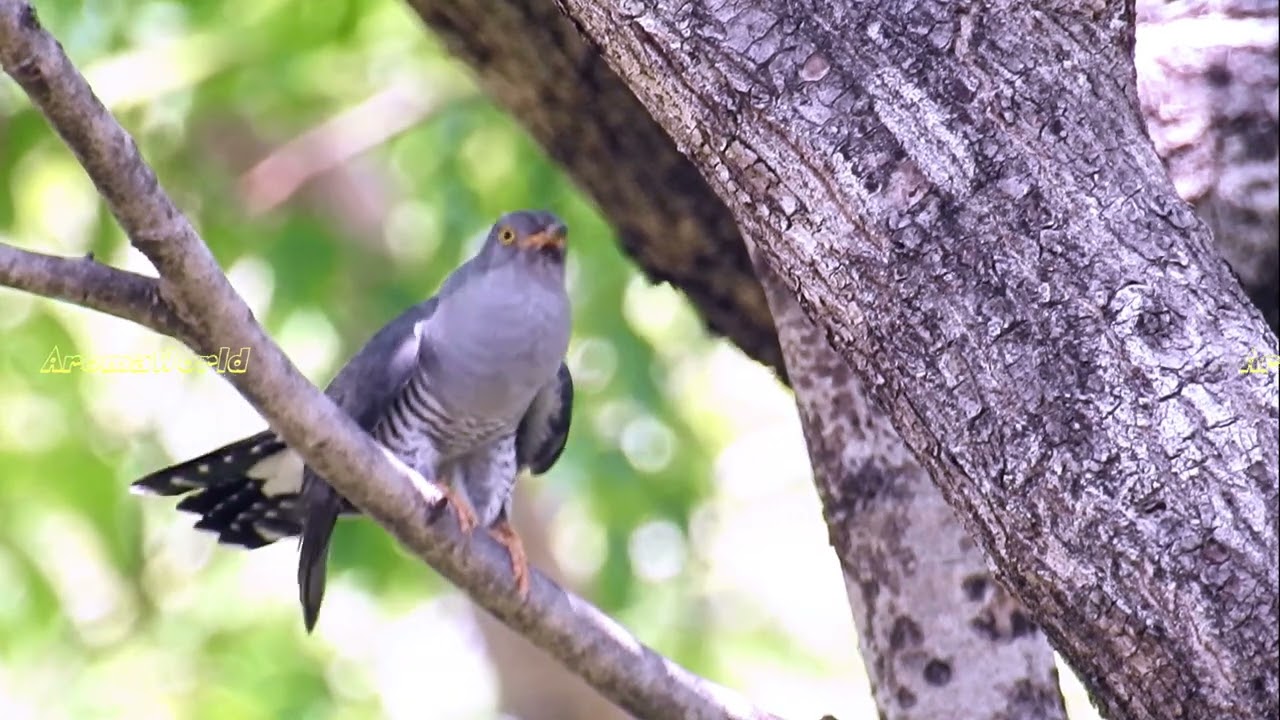 Youtube Sounds Of Cuckoo Bird