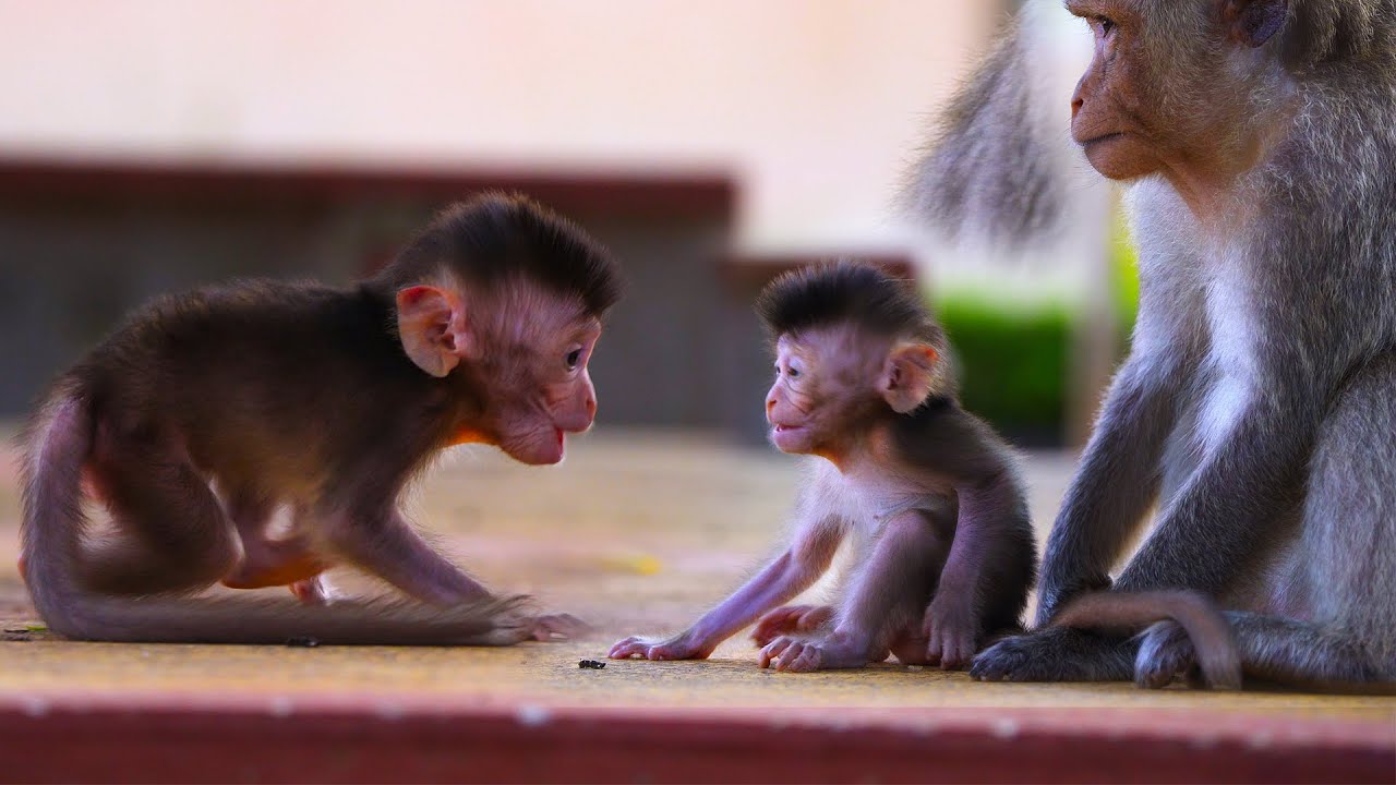 Monkey Family Moments That Will Make You Smile! - YouTube