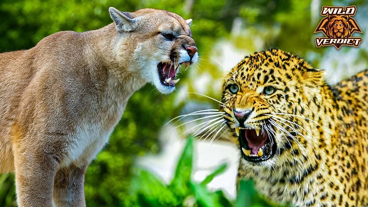 Cougar Vs Leopard - The Ultimate Conclusion! - YouTube