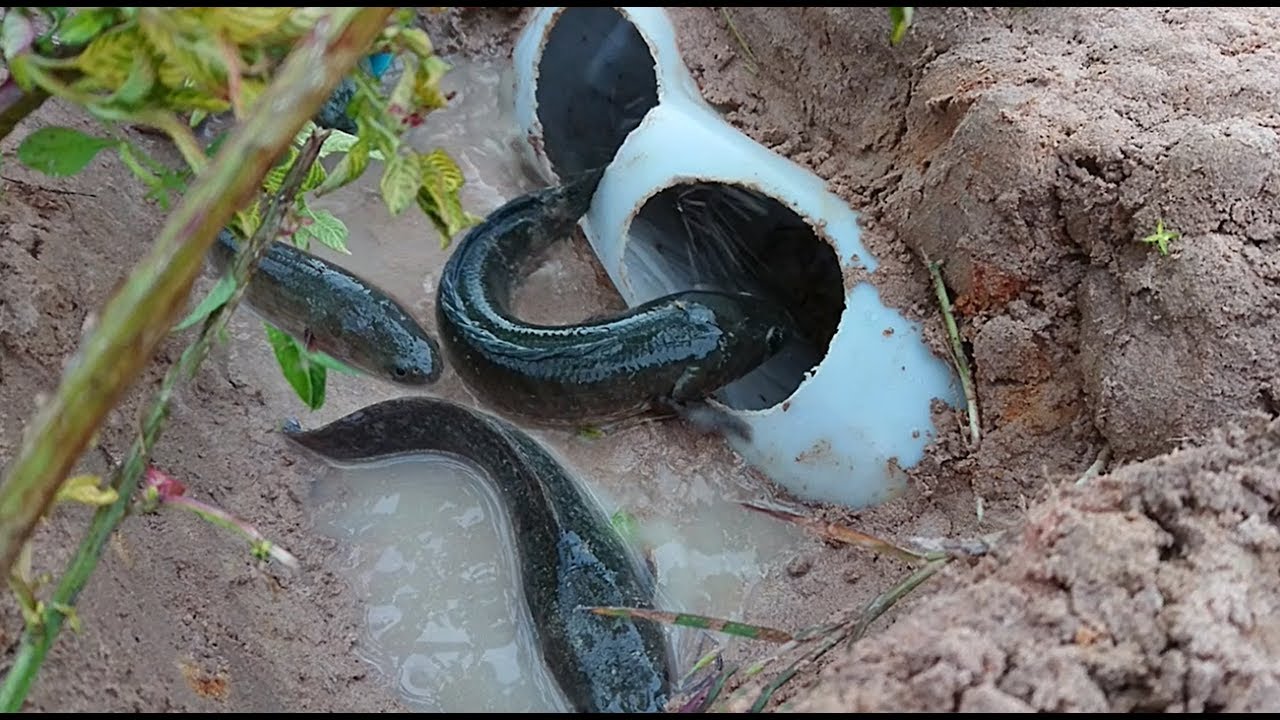 Unusual Fish Trapping Catch A Lot of Fish By Water Container With Deep ...