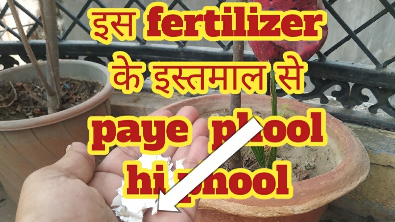 इस fertilizler ko use kary phool hi phool paye, Best fertilizer for any ...