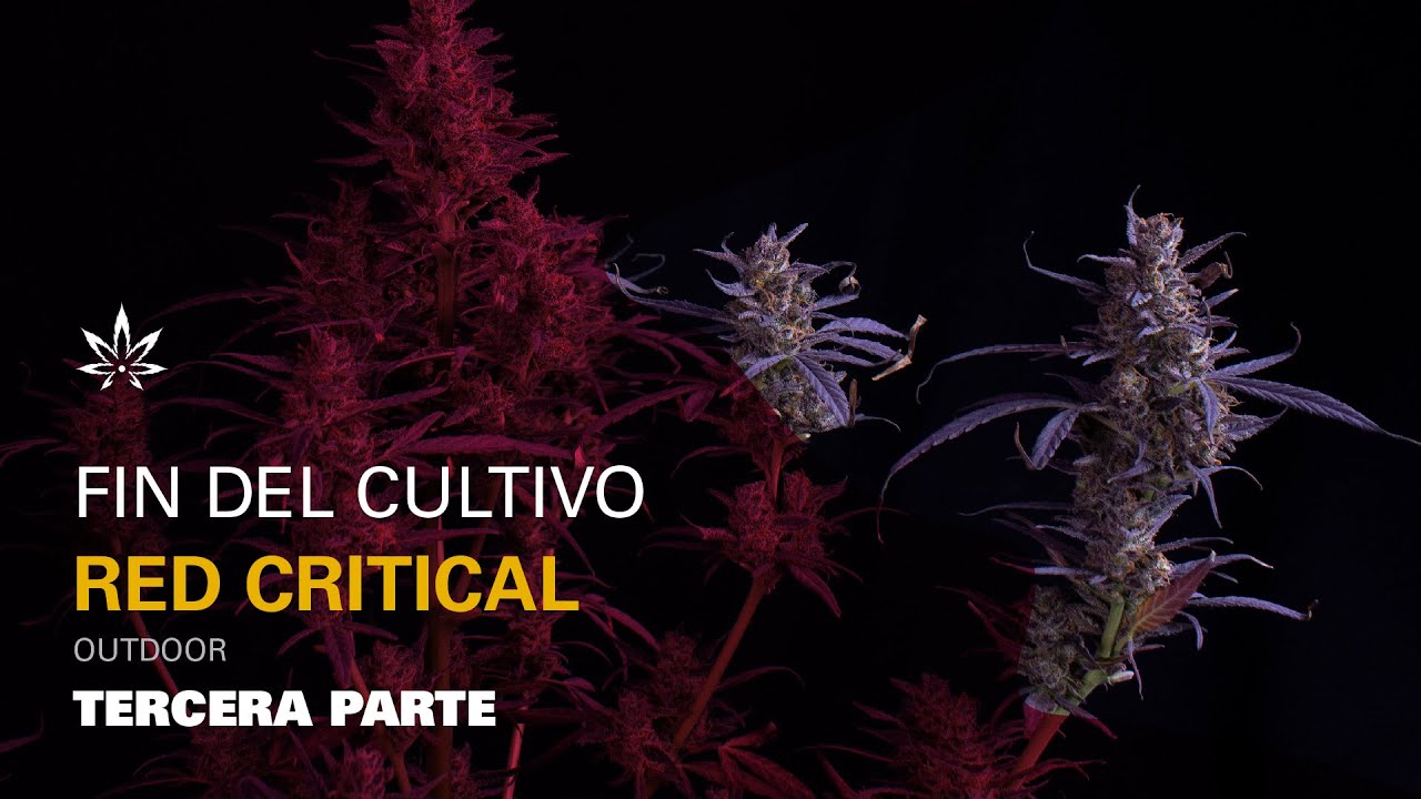 CULTIVO RED CRITICAL AUTO EN EXTERIOR: DÍA 70 AL 109 - YouTube