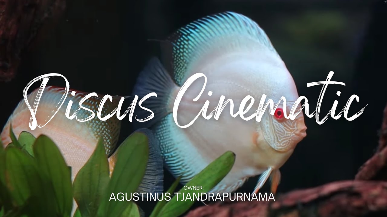 DISCUS FISH AQUASCAPE! OWNER: AGUSTINUS TJANDRAPURNAMA - YouTube