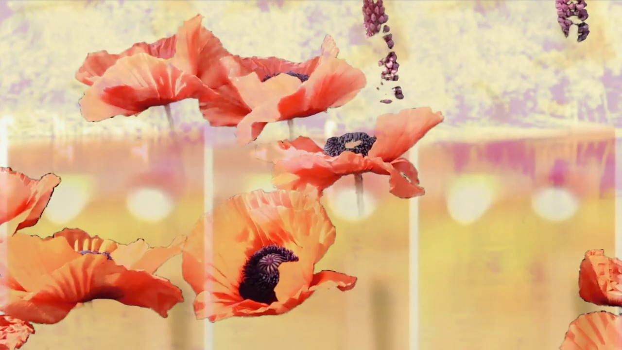 Nightjrrs - Studio Morland Video Project (Dreamtime Poppy mix) - YouTube