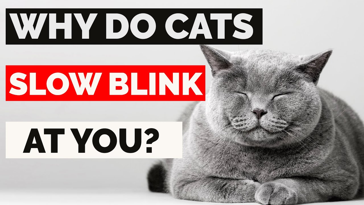 Do Cats Blink To Say I Love You? : Why Does My Cat Slow Blinks At Me ...