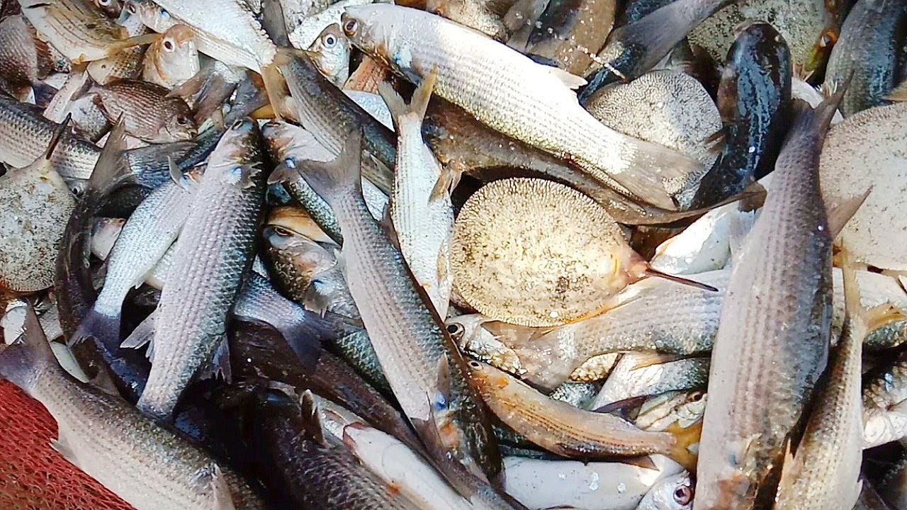 Amazing ! Mullet fish Catching Skill, Traditional Net Fishing at river ...