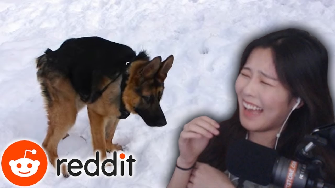 39daph reacts harder to reddit memes | daph reacts - YouTube