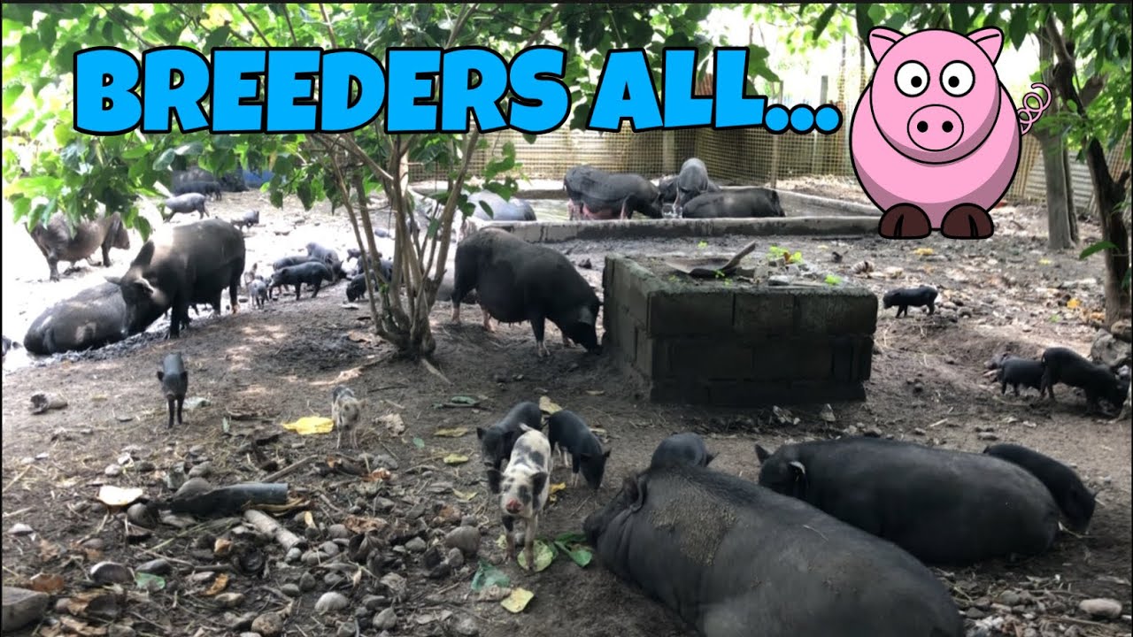 First Breeding Pen || Large Breeding Pen - YouTube