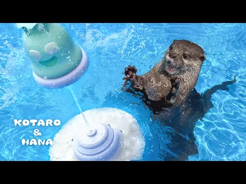 カワウソが空飛ぶスプリンクラーに大興奮でまさかの展開に！　Otters React to Their First Sprinkler!