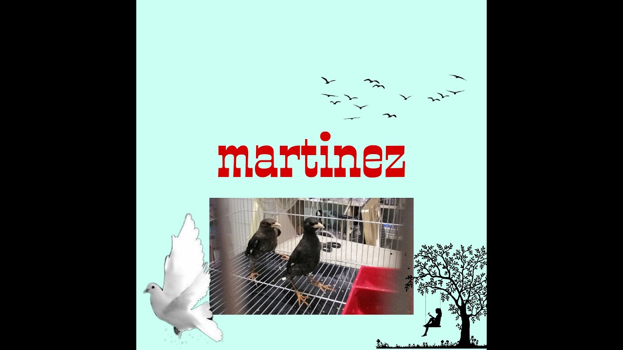 Martinez bird ||Christine & Catherine Family Vlogs - YouTube
