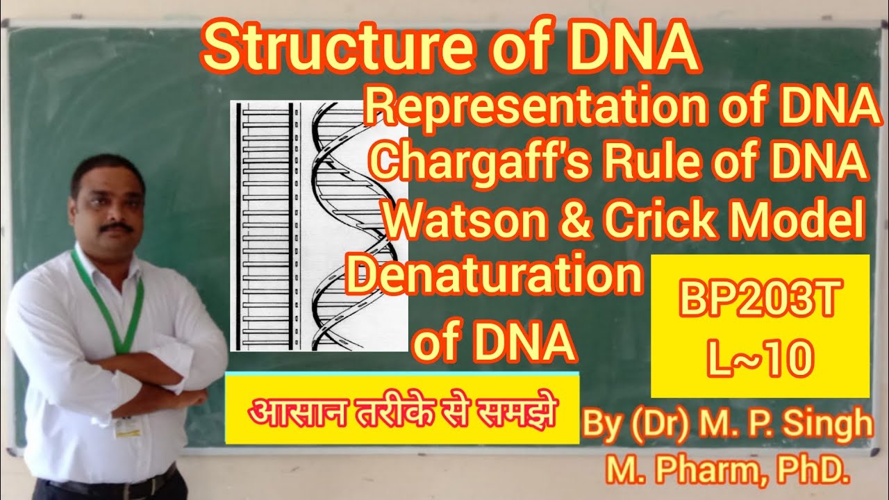 Structure of DNA | Double Strand | Chargaff's | Watson & Crick Model I ...