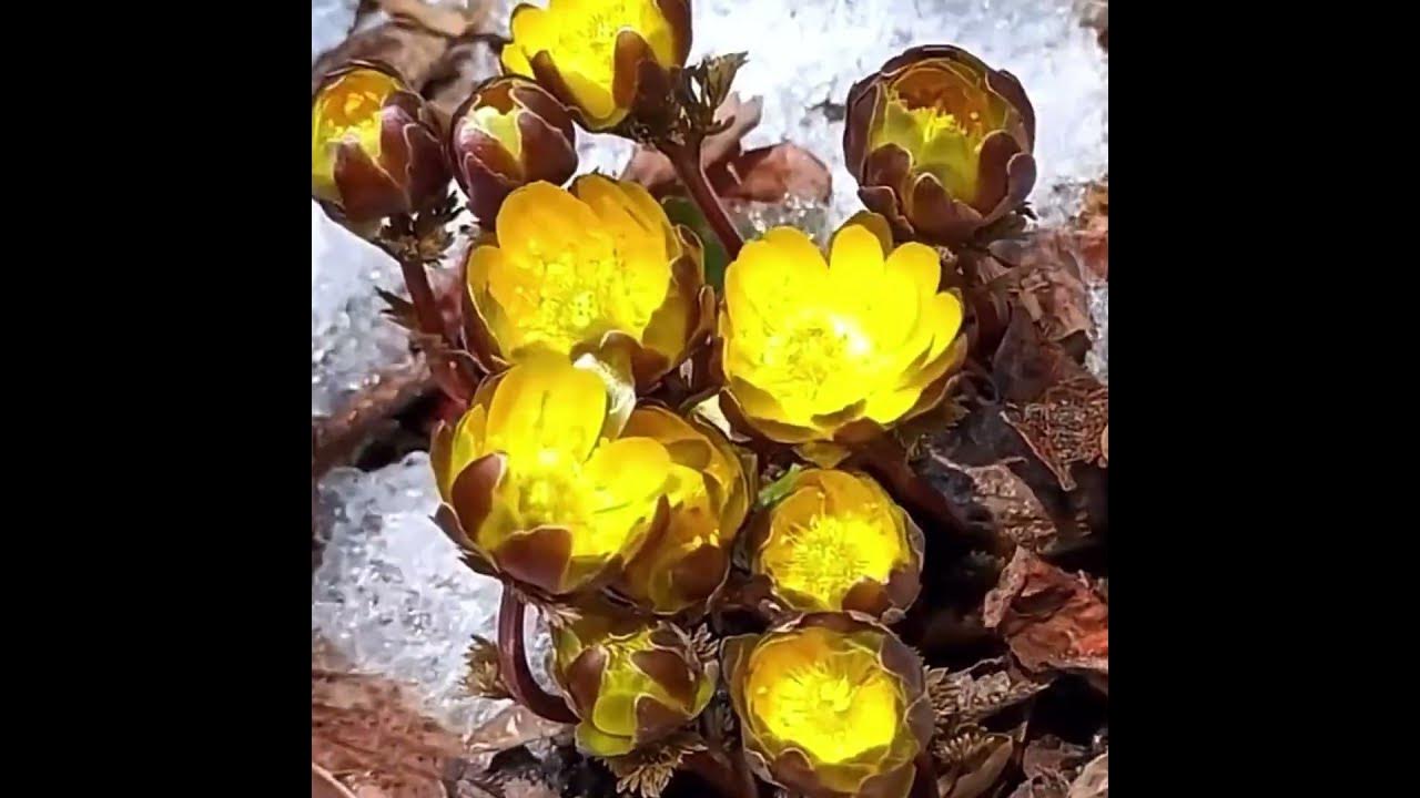 Pixel Petals - YouTube