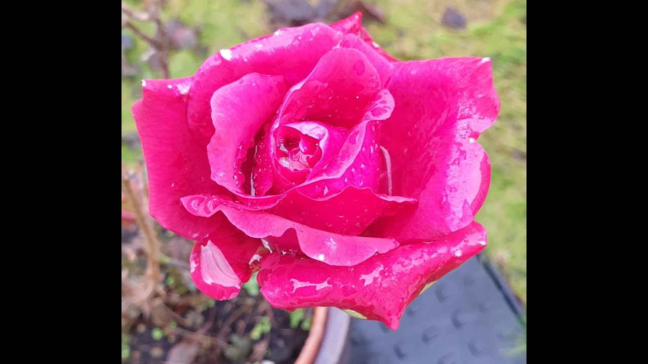 Dekhechi tomake cover by Joydeep Mookerjee - YouTube