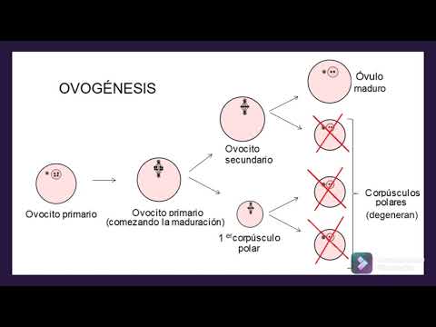 Proceso de ovogénesis y espermatogénesis en peces - YouTube