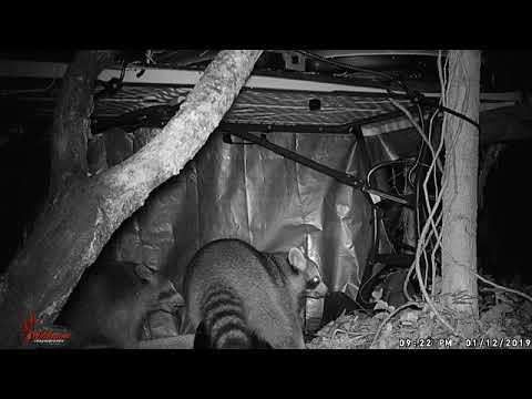 Racoon fight - YouTube