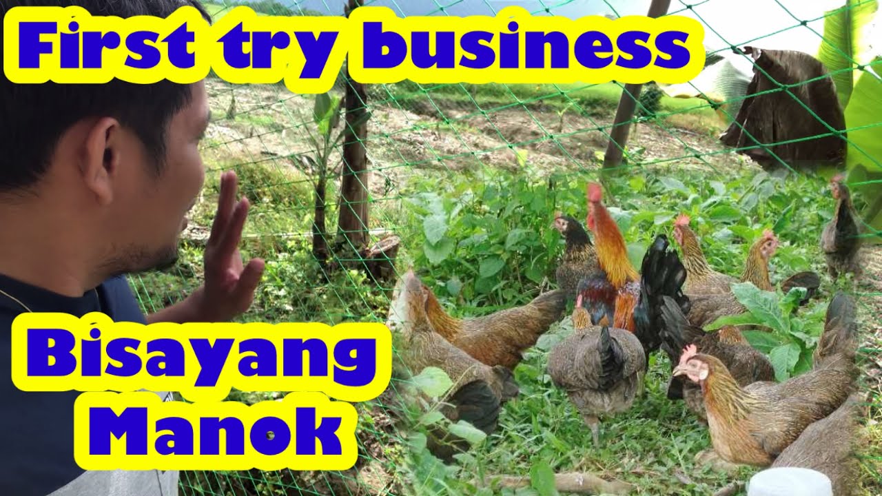 Natapos na ang Bahay ng mga Malalayang Bisayang Manok | free range ...