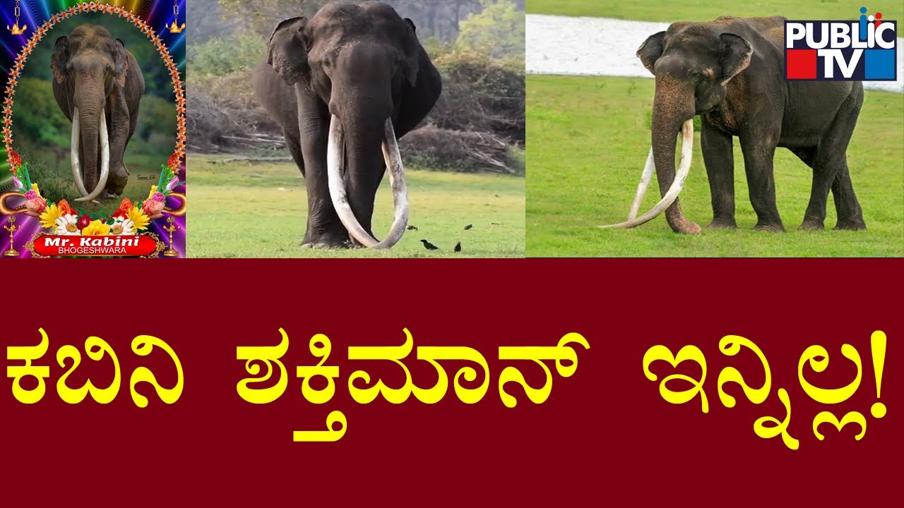 News Cafe | Kabini Elephant Bhogeshwara No More | June 12, 2022 - YouTube